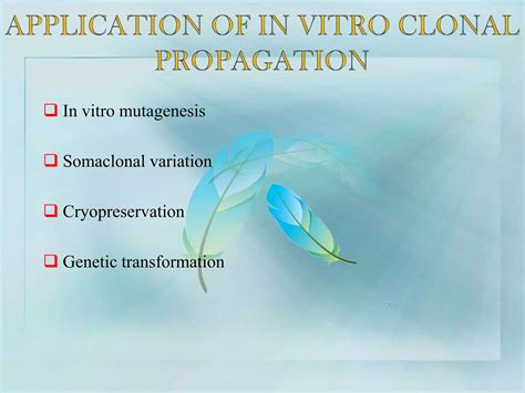 Clonal Propagation In Ornamental Plants Pptx
