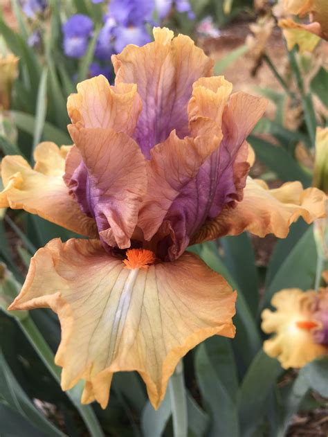 Dandy Candy — Cargo Iris Garden