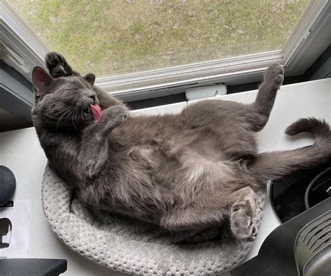 this is ghoul’s preferred bathing position : r/WhatsWrongWithYourCat