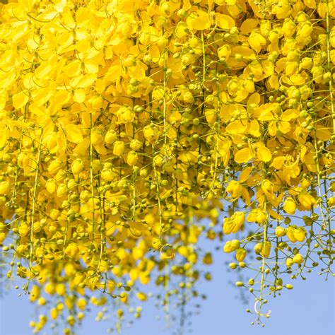 What Is The National Flower Of Thailandmeaning And Symbolism