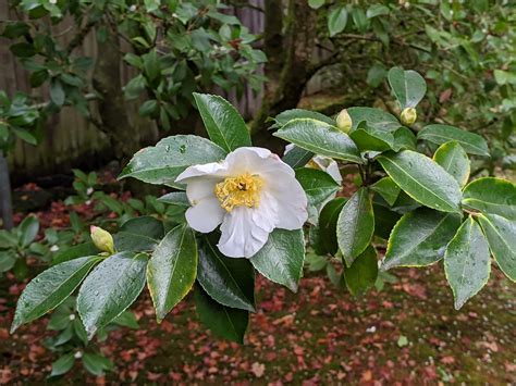 White Camellia Japonica