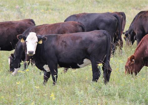 Cull Cow And Beef Prices Bounce Higher Drovers