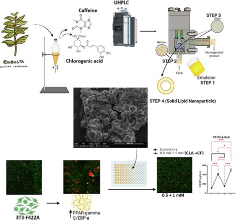 绿原酸和咖啡因脂质纳米粒通过 Ppar γcebp ɑ 途径的抗肥胖作用international Journal Of Obesity X Mol