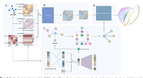 Figure 1 From Schybridbert Integrating Gene Regulation And Cell Graph
