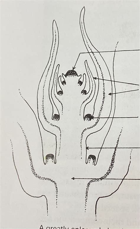 Parts Of The Leaf Diagram Quizlet
