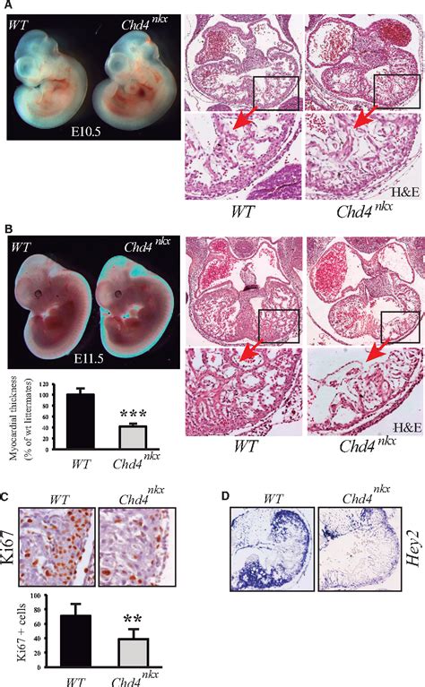 Figure 1 From The Chromatin Remodeling Complex Chd4nurd Controls