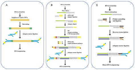 Cdna Pcr Sequencing Kit At Hamish Payne Blog