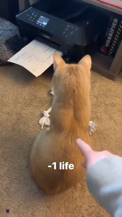 Funny Cat Cat Cats Catlover Catshorts Funnycats Youtubeshorts Funnyvideo Music Drunkcat