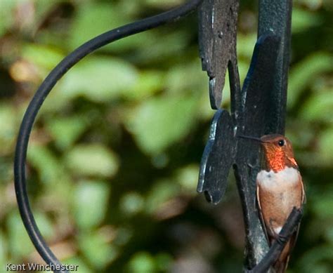 Hummingbirds Fat Finch — Backyard Birds Birding And Blogging