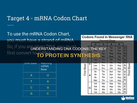 Understanding Dna Codons The Key To Protein Synthesis Medshun