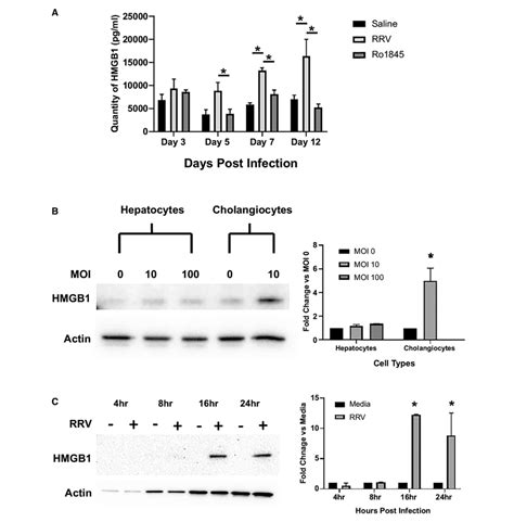 Quantification Of Serum Levels Of Hmgb1 In Vivo And Temporal Release Download Scientific