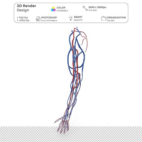 Sistema Cardiovascular Del Brazo Humano Modelación 3d Del Archivo Psd