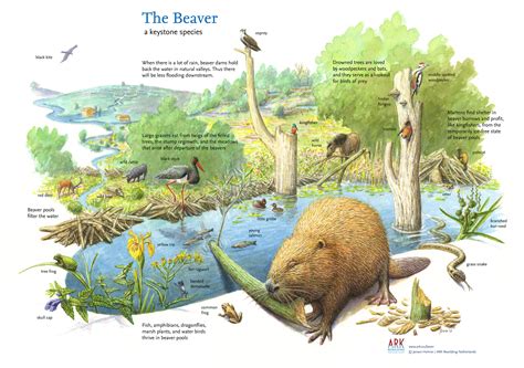 Olcreate Freshwater Rewilding 2 4 Methods Of Wetland Rewilding