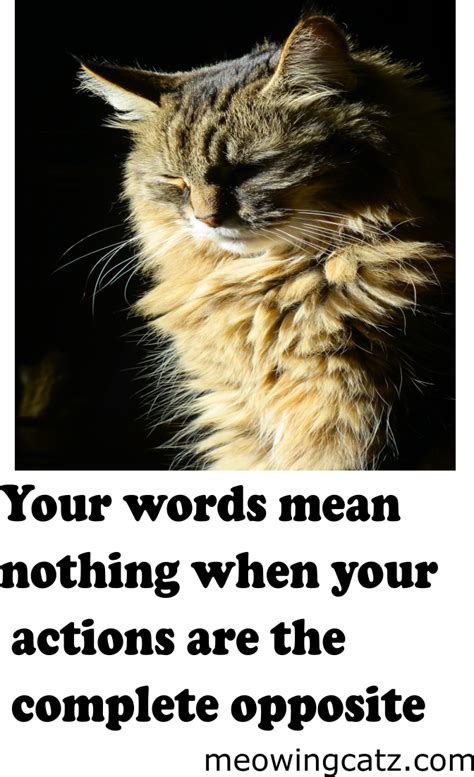 Contemplative Cat Memes Massive Cat Photo Dump For Caturday Caturday