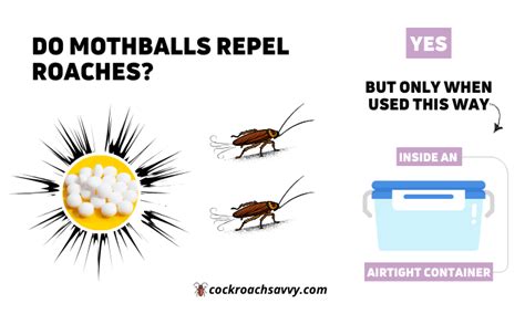 Do Mothballs Repel Roaches Yes Only When Used This Way