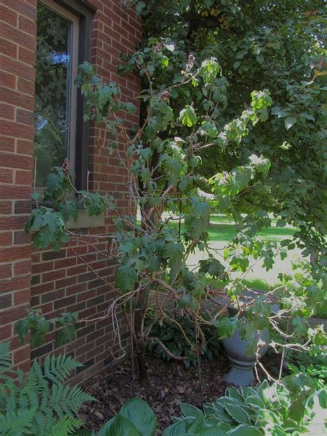 Oakleaf Hydrangea Dying