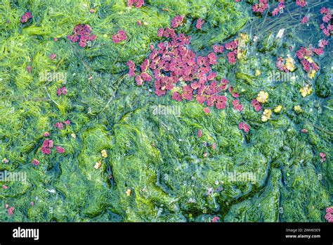 Natural Texture In Nature With Natural Plant Surface Of Marsh Grass And