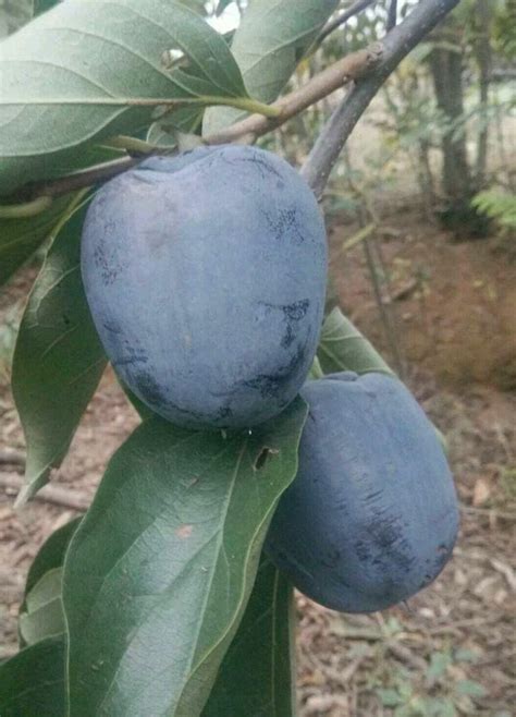 乌柿果子图片乌柿叶子图片大山谷图库