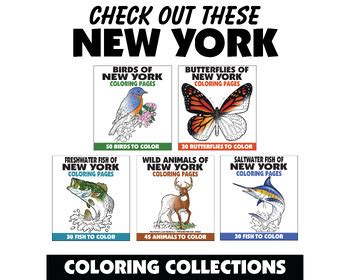 Eastern Bluebird State Bird Of New York Coloring Page Pdf Download By