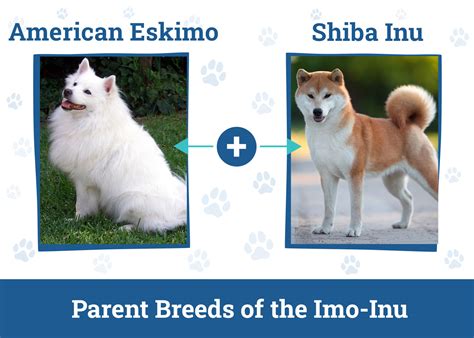 Imo Inu American Eskimo And Shiba Inu Mix Info Pictures Care