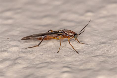 Midge Chironomidae Glenlivet Wildlife