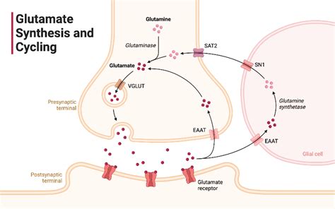 Glutamate Synthesis And Cycling Biorender Science Templates