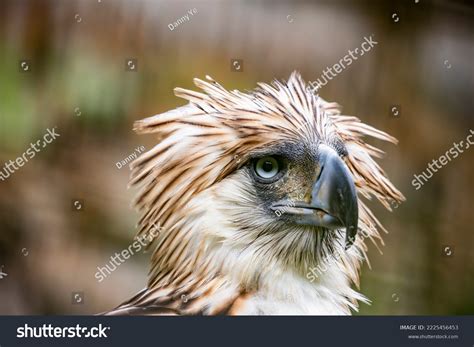 Philippine Eagle Wallpaper Desktop