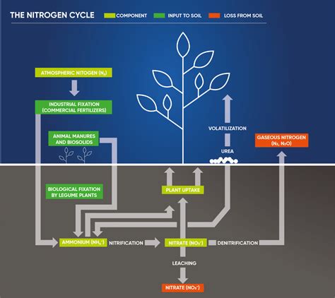 Using A Stabilizer To Protect Nitrogen Fertilizer