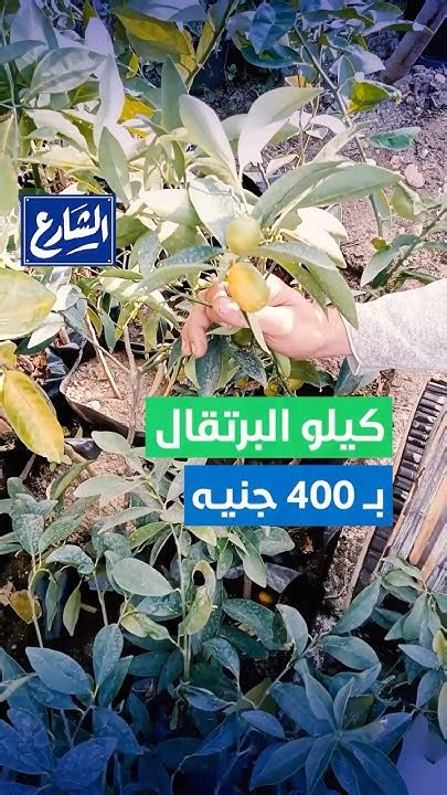 أغرب شجرة برتقال ذهبي علاج سحري لجسم الإنسان والكيلو ب 400 جنيه Youtube