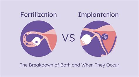 Fertilization Vs Implantation The Breakdown Of Both And When They Occur