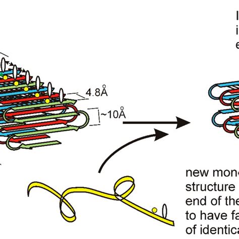 A Model For The Templating Of Prion Variant Information Yeast Prion