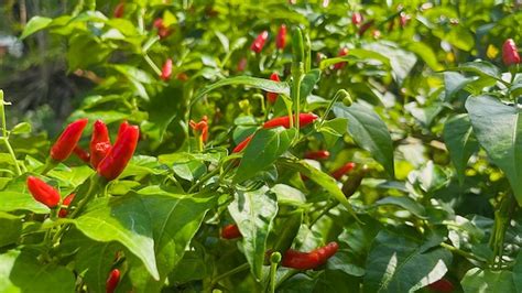 Premium Photo Flourishing Kochchi Chilli Plant