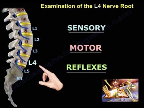 Examination Of L4 Nerve Root Everything You Need To Know Dr Nabil