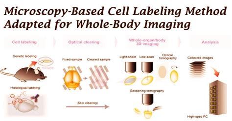 Microscopy Based Cell Labeling Method Adapted For Whole Body Imaging
