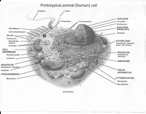 Ch 3 Cellular Contents Quiz Diagram Quizlet