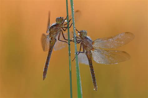 Libellen Franz Wallner Flickr