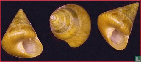 Calliostoma Laugieri Schelp Lastdodo