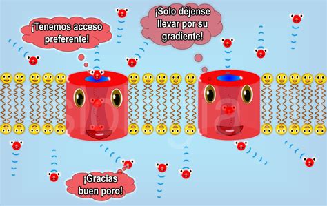 Fisiología Dj Difusión Simple Difusión Facilitada Transporte