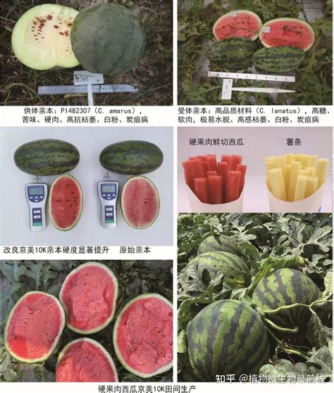 Plant Cell 北京市农林科学院许勇团队系统解析西瓜果实 甜蜜”基因进化的分子机制 知乎