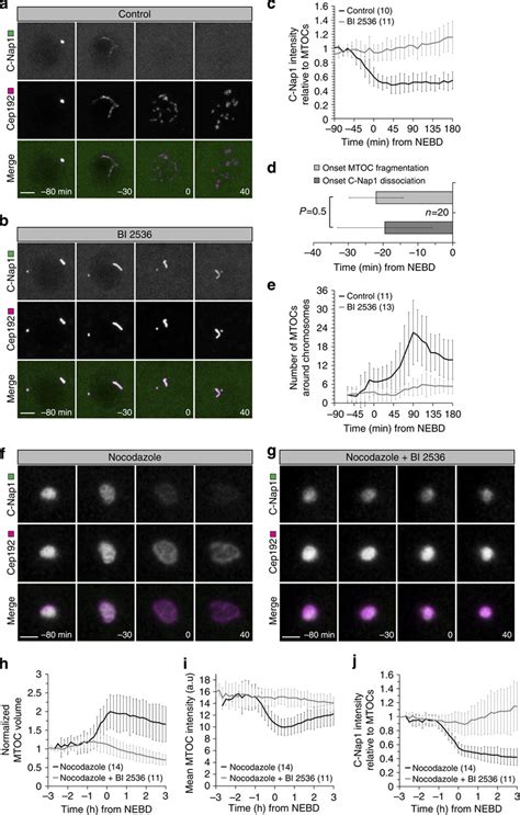 Plk1 Dependent Decondensation Of Mtoc Structure Facilitates Mtoc