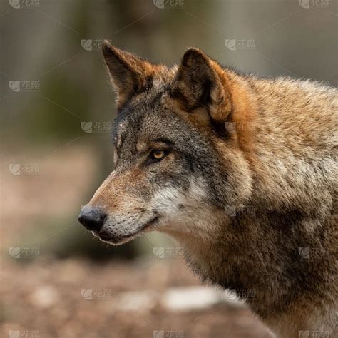 灰太狼素材 花瓣网