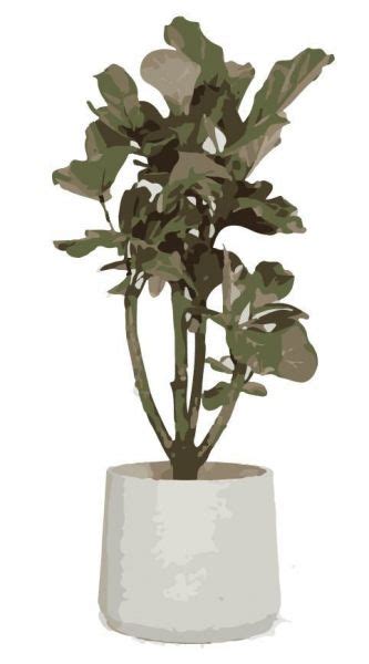 Fiddle Leaf Fig Dwg Drawing Thousands Of Free Cad Blocks