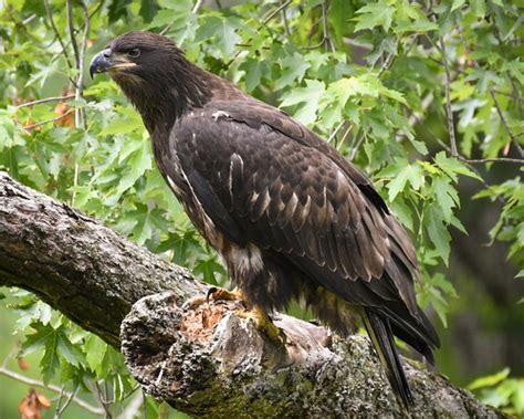 A Juvenile Eagle Jibu John Flickr