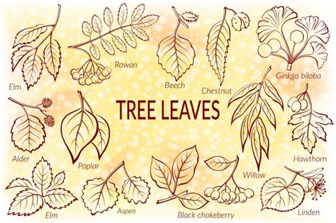 Leaves Of Plants Pictograph Set Royalty Free Vector Image