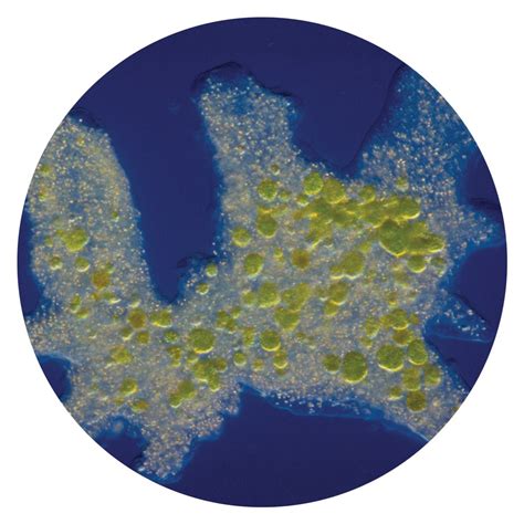 Amoeba Proteus Living Carolina Biological Supply