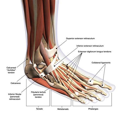Foot Bones Tendons At Lori Nowlin Blog