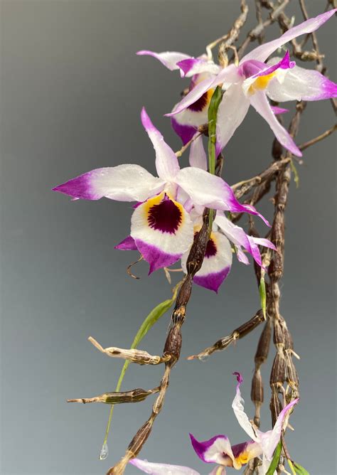 Dendrobium Falconeri Orchidweb