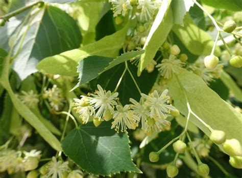 Storia Caratteristiche E Segreti Dellalbero Di Tiglio Treedom