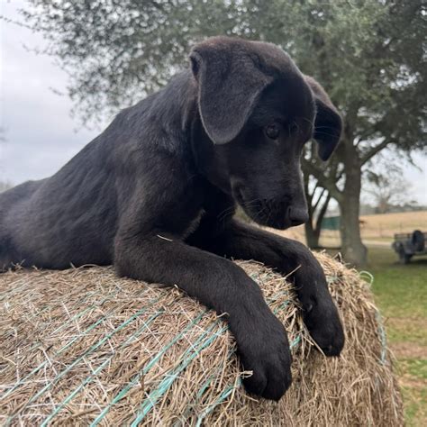 Adopt Kaiden Today Find Paw Pal