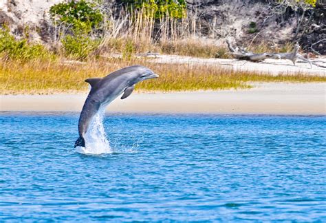 Florida Florida Microplastic Awareness Project